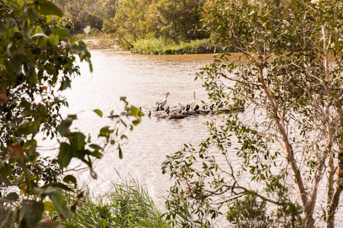 Berrinba Wetlands at Browns Plains - Brisbane Kids