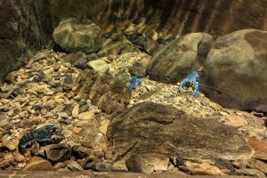 Walkabout Creek Wildlife Centre The Gap | Nature for Kids in Brisbane ...