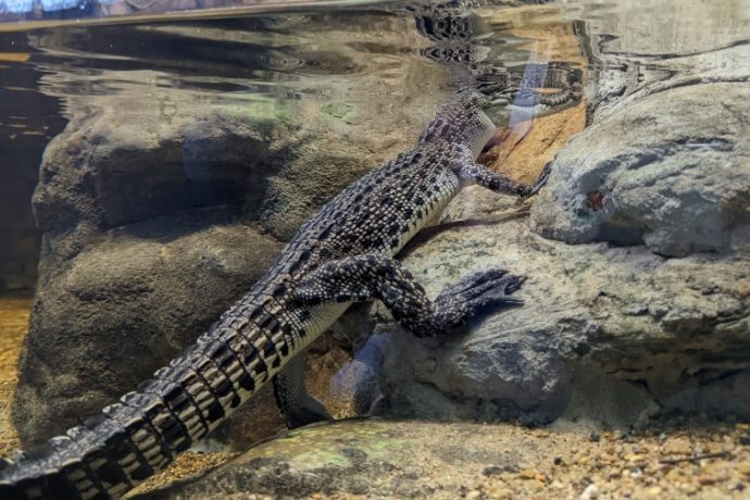 Walkabout Creek Wildlife Centre The Gap | Nature for Kids in Brisbane ...