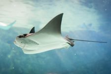 Wildlife in Brisbane – Top 10 Wild Native Australian Animals in ...