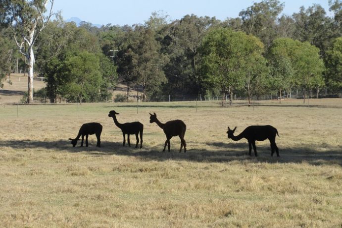 EWE Nique Hobby Farm at Haigslea in Ipswich - Brisbane Kids