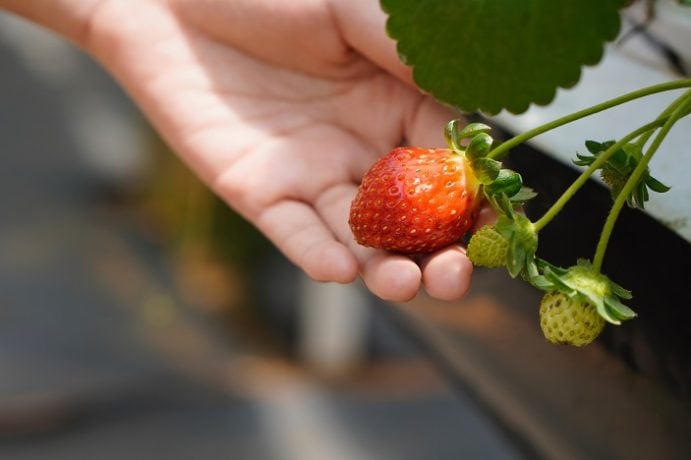 Where to go Strawberry Picking in Brisbane - Brisbane Kids