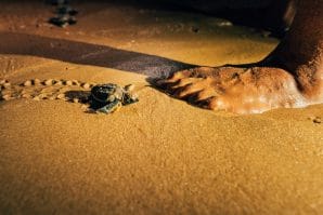 See the Turtles at Mon Repos Conservation Park in Bundaberg - Brisbane Kids