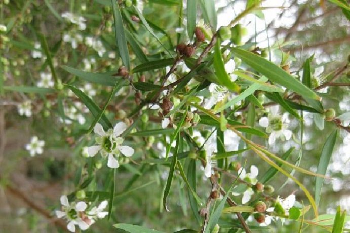 10 Plants To Grow In Brisbane That Repel Mosquitoes - Brisbane Kids