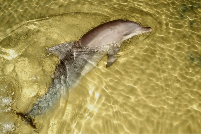 Dolphin Feeding at Tangalooma Island Resort | THE REVIEW - Brisbane Kids