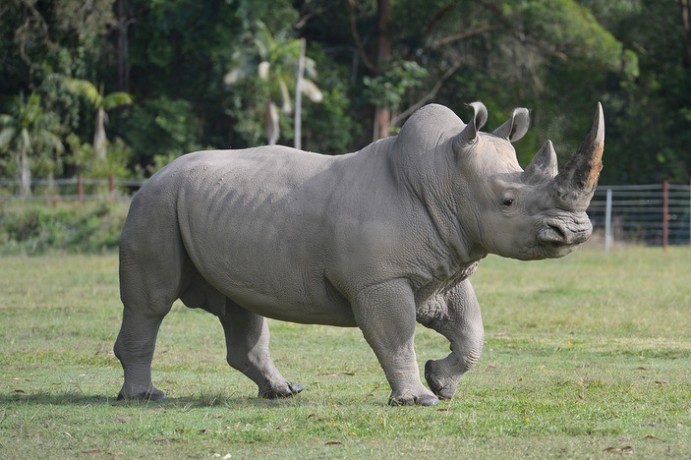 Top 16 Most Amazing and Unusual Animals at Australia Zoo - Brisbane Kids