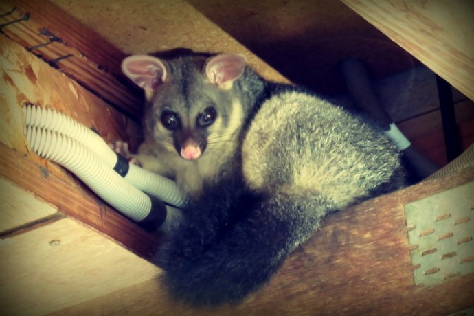 Fun Possum Facts for Kids - Brisbane Kids