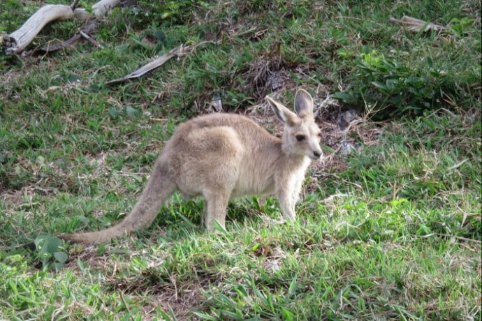 Wildlife in Brisbane – Top 10 Wild Native Australian Animals in ...