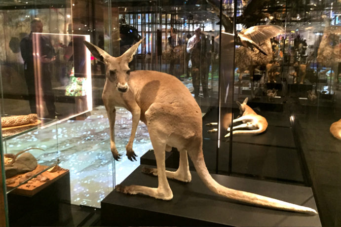 The Wild State Gallery, Queensland Museum – The Review - Brisbane Kids