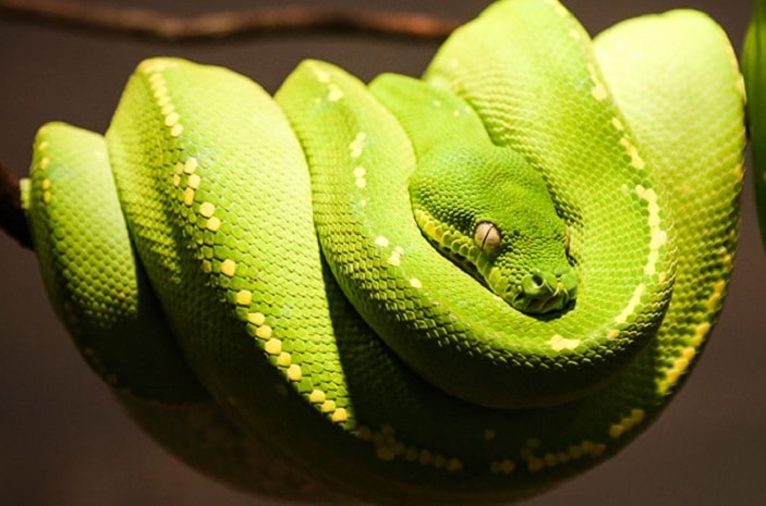 10 things you must see at the World Science Festival Brisbane ...