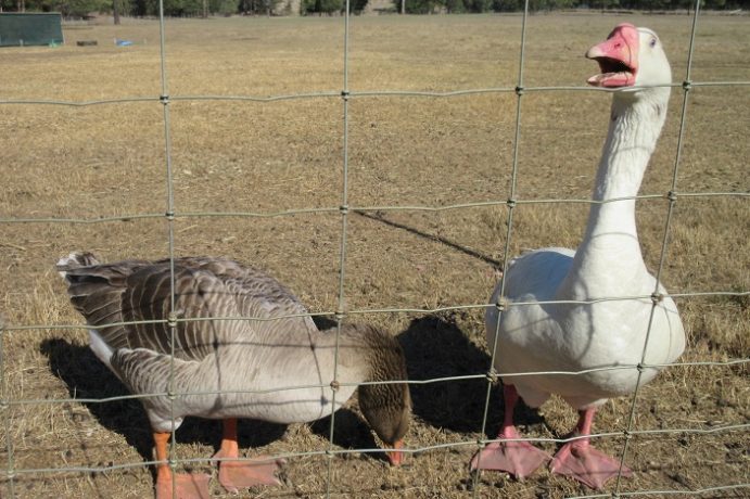 Hobby Farm Ipswich Haigslea EWE Nique - Brisbane Kids
