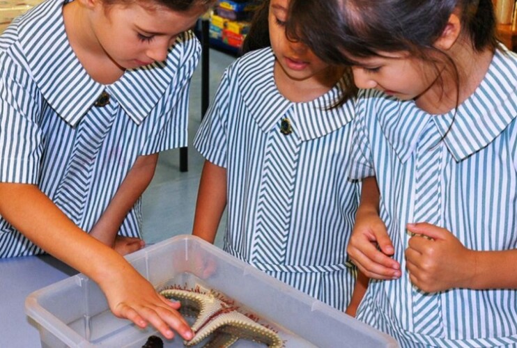 Ocean Life Education – School Incursions - Brisbane Kids