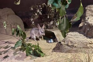 Bilby Facts for Kids - Brisbane Kids