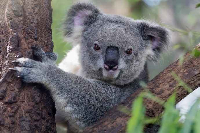 Animals in Australia | Australian Animal Facts for Kids - Brisbane Kids