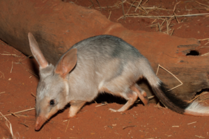 Bilby Facts for Kids - Brisbane Kids