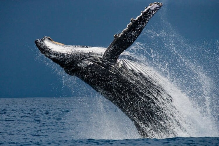 Humpback Whale Facts for Kids - Brisbane Kids