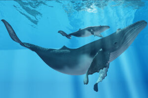 Humpback Whale Facts for Kids - Brisbane Kids