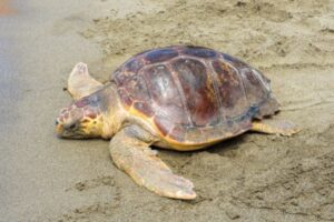 Bribie Island Turtles - Brisbane Kids