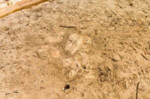 Dinosaur Themed Playgrounds in Brisbane - Brisbane Kids