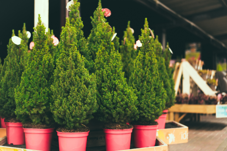 Where To Buy Real Christmas Trees in Brisbane - Brisbane Kids