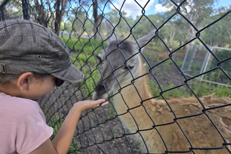The Darling Downs Zoo | A Review - Brisbane Kids