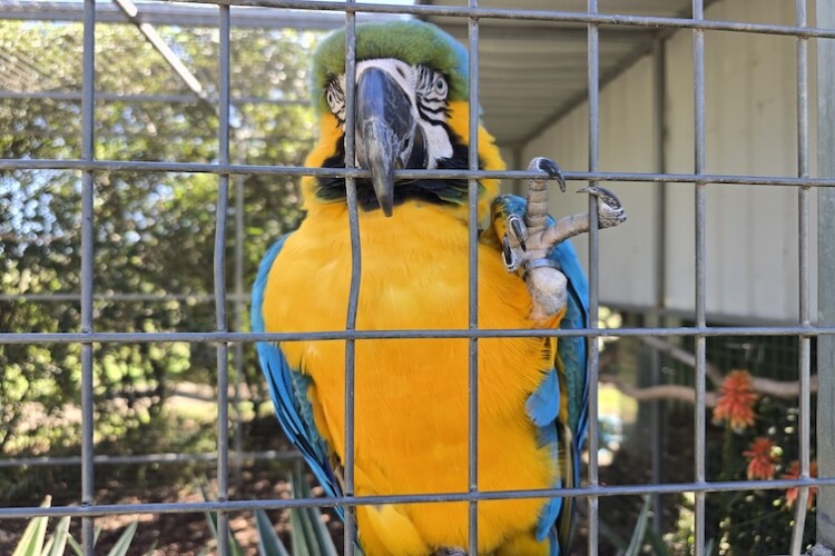 The Darling Downs Zoo | A Review - Brisbane Kids