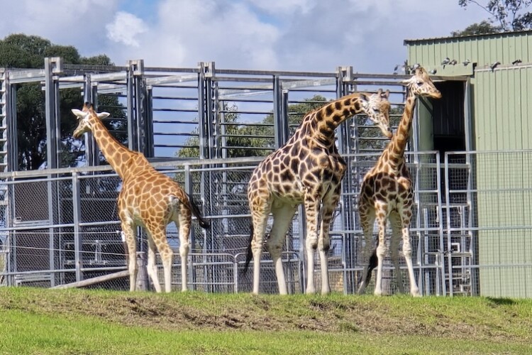 The Darling Downs Zoo | A Review - Brisbane Kids