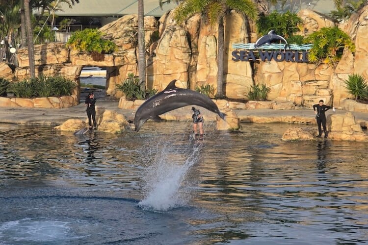 Sea World Theme Park on the Gold Coast - Brisbane Kids
